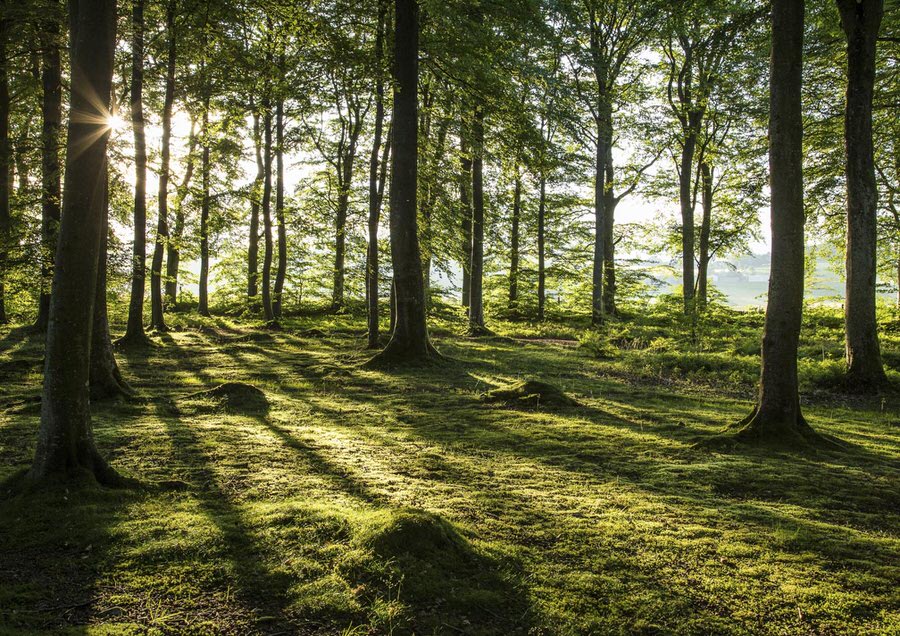 BAGNO DI FORESTA AL TRAMONTO SULLA MONTAGNOLA SENESE - Escursioni Toscana